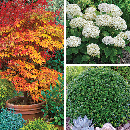 Compact Shrubs That Provide Color, Interest, and Excitement to the ...