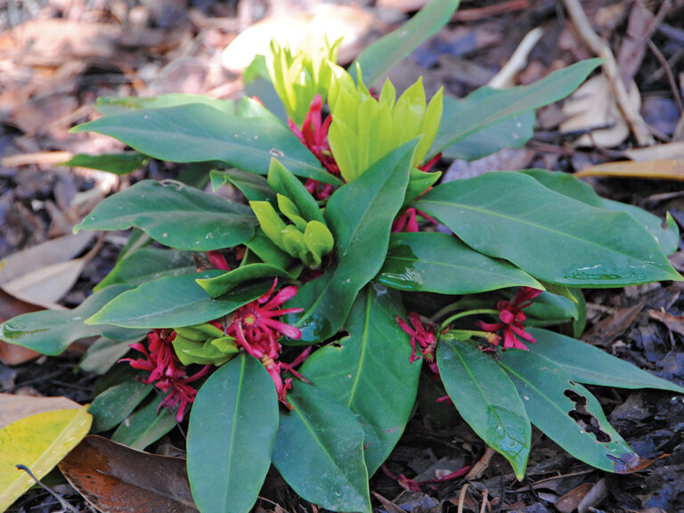 Compact Shrubs That Provide Color, Interest, and Excitement to the ...