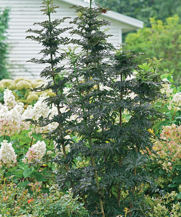 Compact Shrubs That Provide Color, Interest, and Excitement to the ...