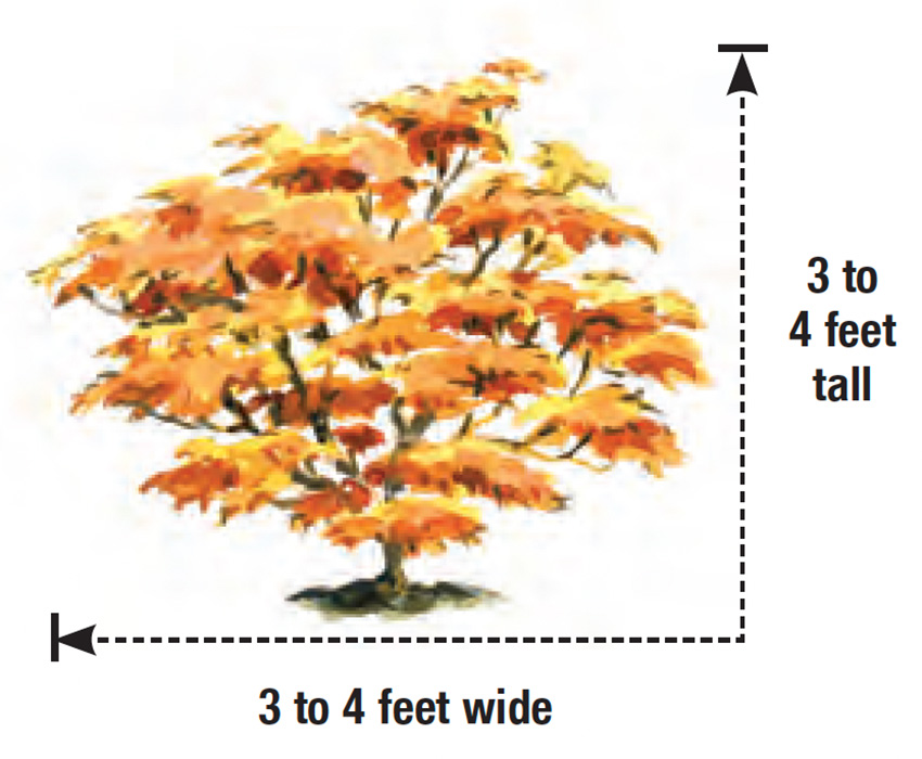 Compact Shrubs That Provide Color, Interest, and Excitement to the ...