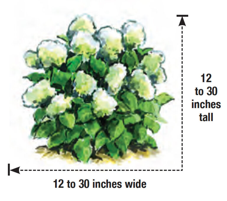 Compact Shrubs That Provide Color, Interest, and Excitement to the ...