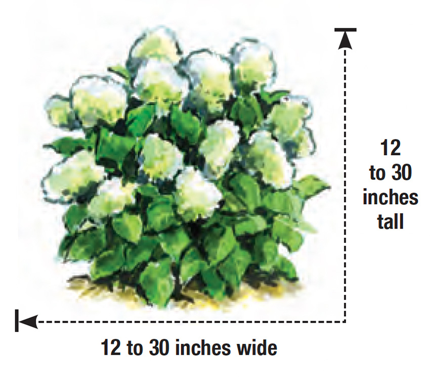 Compact Shrubs That Provide Color, Interest, and Excitement to the ...