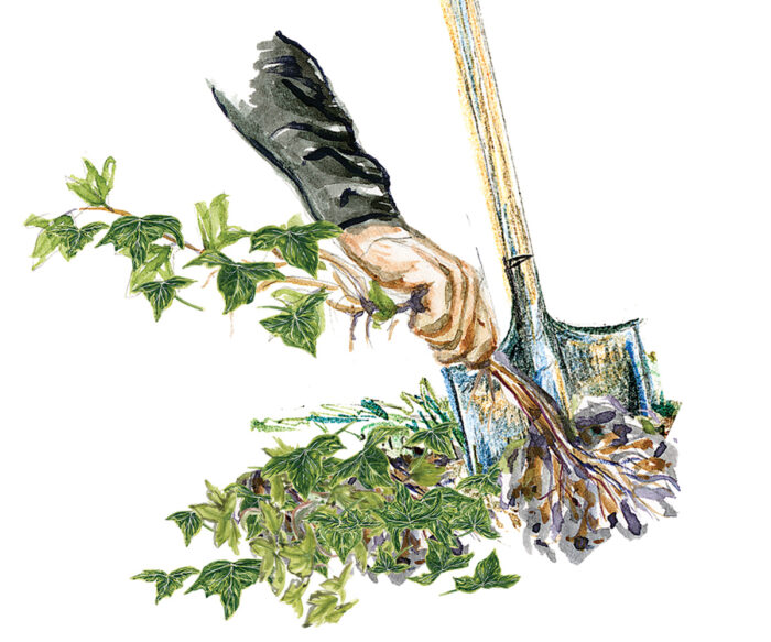 How to Get Rid of Invasive Plants - Fine Gardening