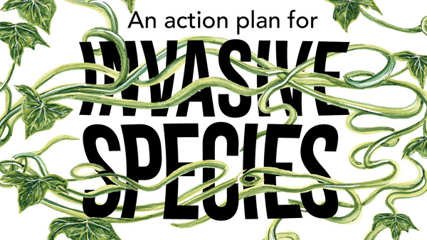 How to Get Rid of English Ivy and Other Invasive Ground Covers - Fine ...