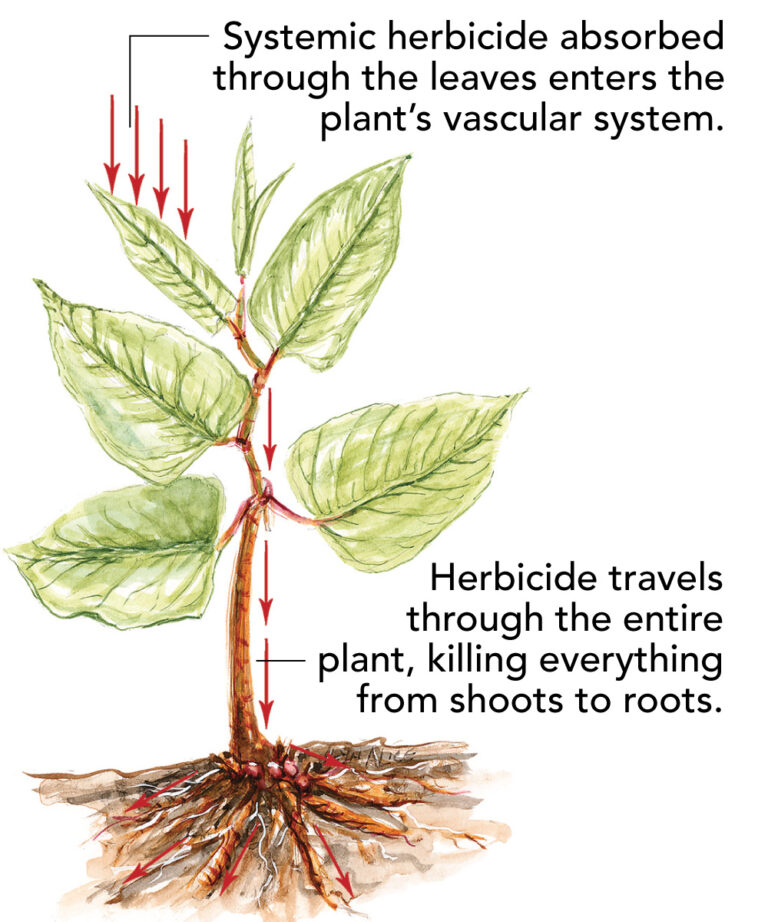 How to Get Rid of Invasive Plants - Fine Gardening