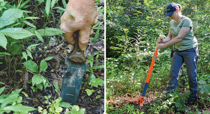 How to Get Rid of Invasive Plants - Fine Gardening