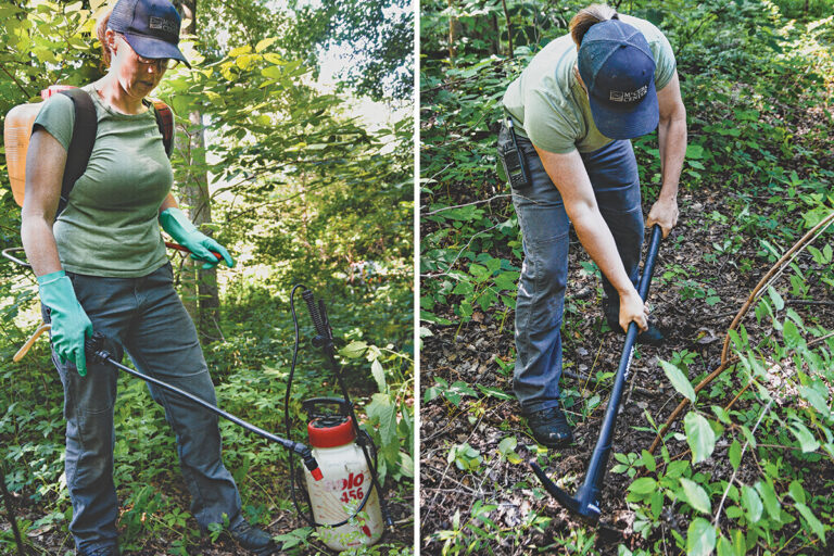 How to Get Rid of Invasive Plants - Fine Gardening