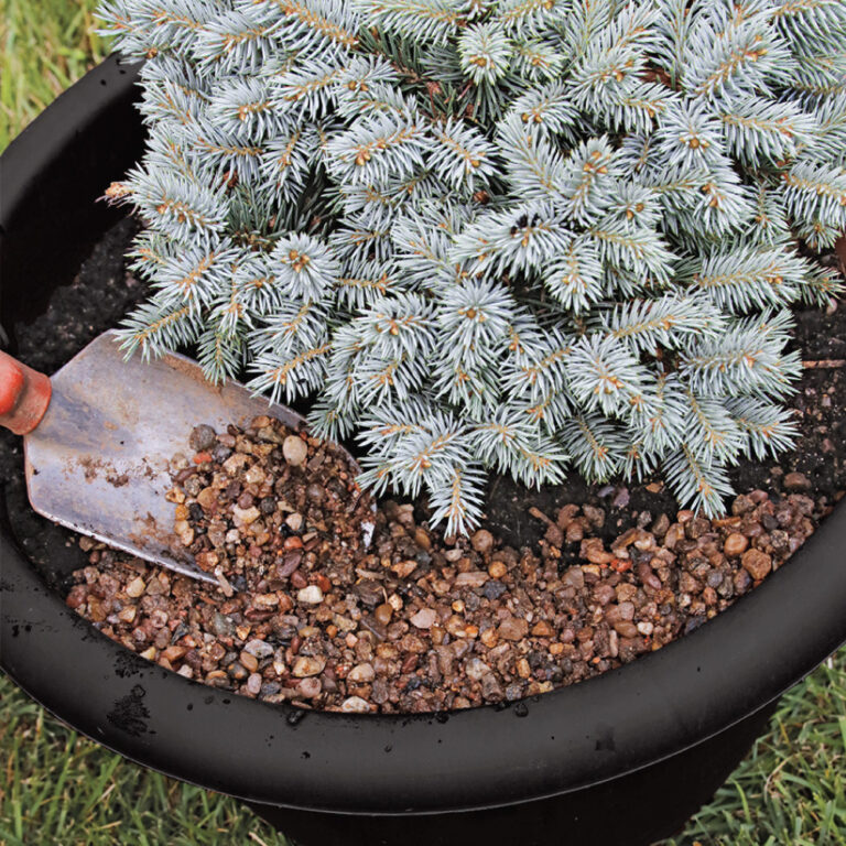 How to Grow Conifers in Containers - Fine Gardening