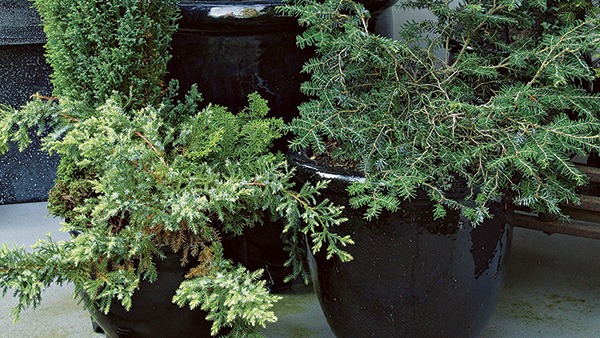 Growing Tips for Variegated Conifers - Fine Gardening