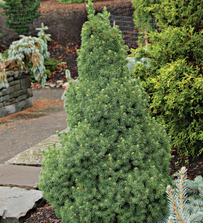 How to Grow Conifers in Containers - Fine Gardening
