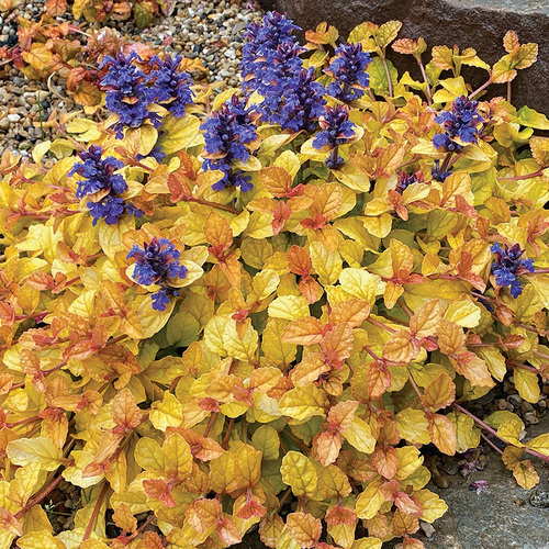 A Ground Cover With Color All Year Long - Fine Gardening