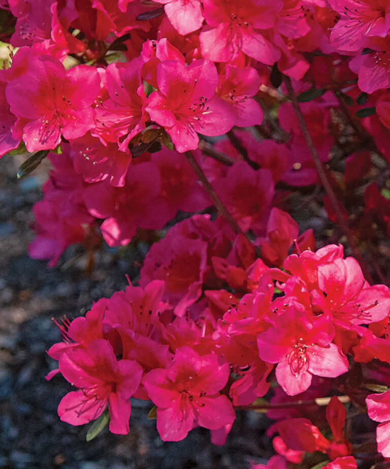 Shrubs for Small Spaces in the Midwest - Fine Gardening