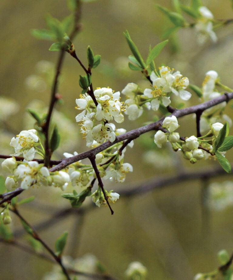Shrubs for Small Spaces in the Midwest - Fine Gardening