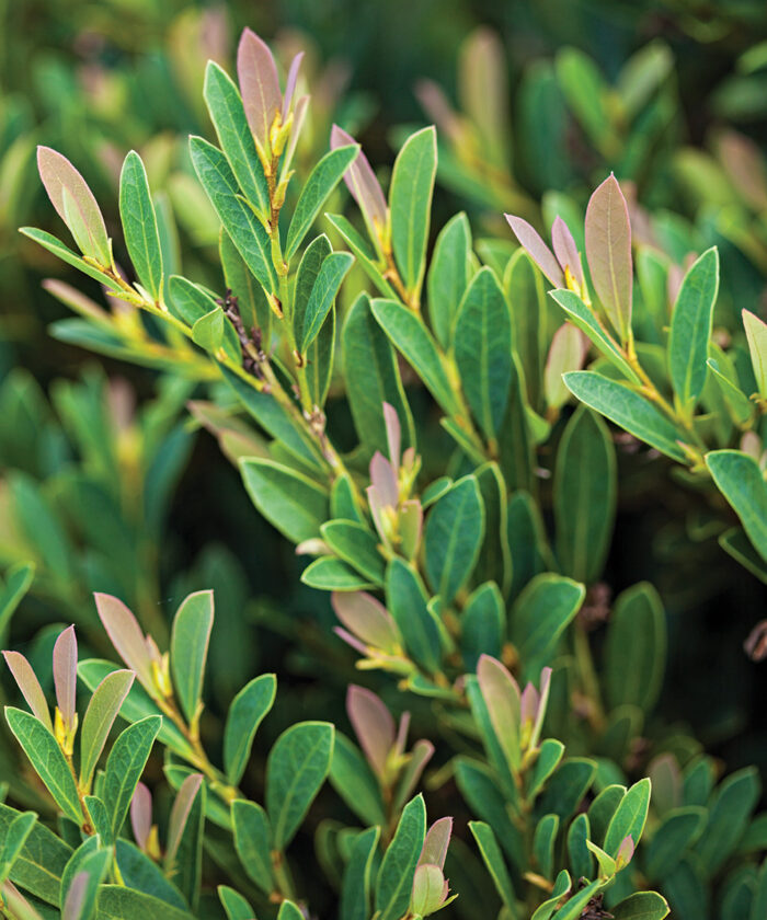 Shrubs for Small Spaces in the South - Fine Gardening
