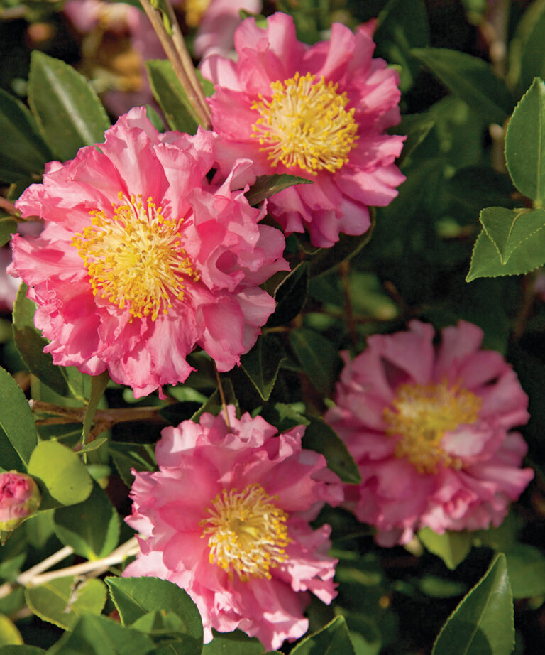 Shrubs for Small Spaces in the South - Fine Gardening