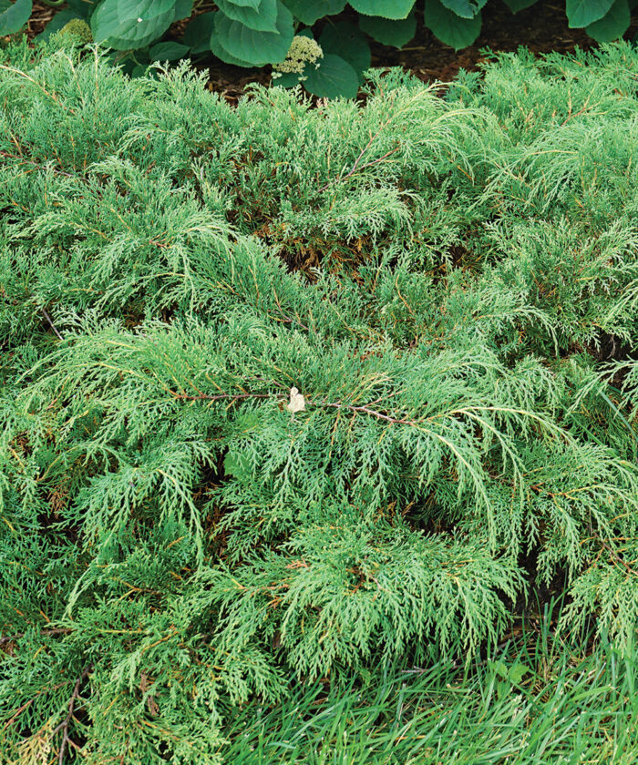 Shrubs for Small Spaces in the Northeast - Fine Gardening