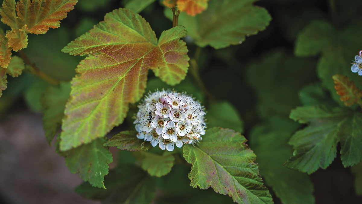 The Best Ninebark Shrubs for the Garden - Fine Gardening