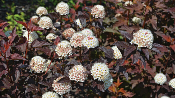 The Best Ninebark Shrubs for the Garden - Fine Gardening