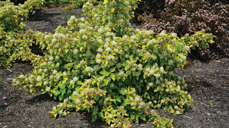 The Best Ninebark Shrubs for the Garden - Fine Gardening