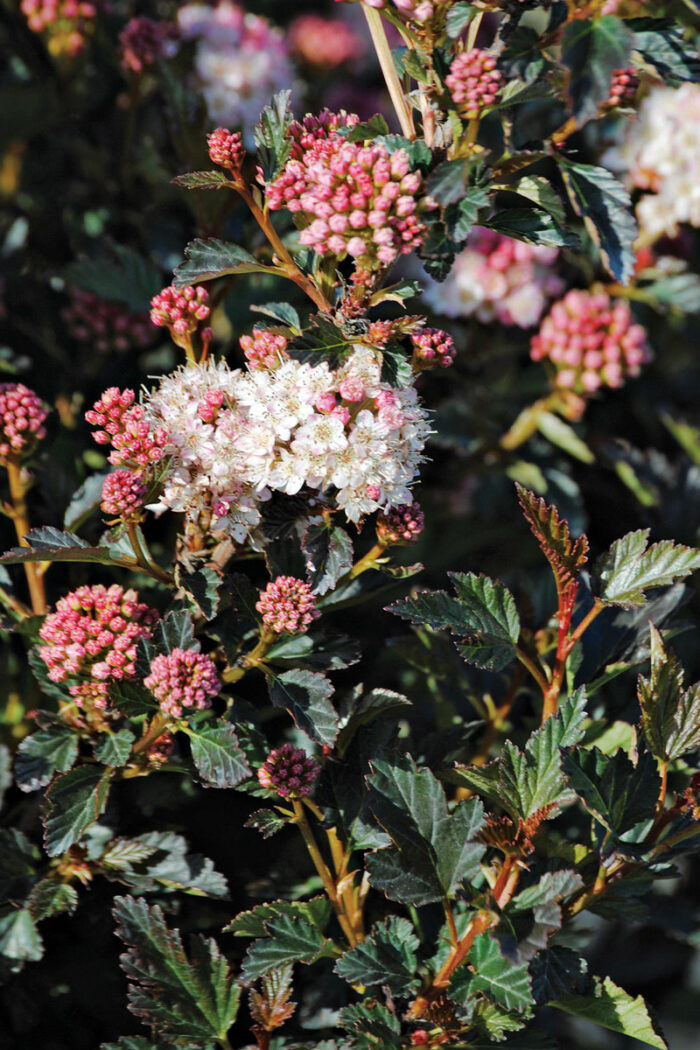 The Best Ninebark Shrubs for the Garden - Fine Gardening