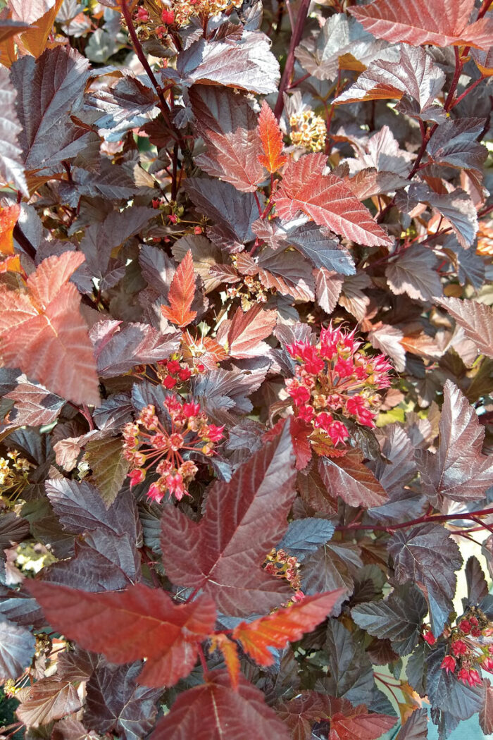 The Best Ninebark Shrubs for the Garden - Fine Gardening
