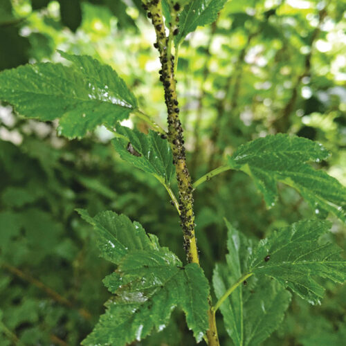 How to Grow and Care for Ninebark Shrubs - Fine Gardening