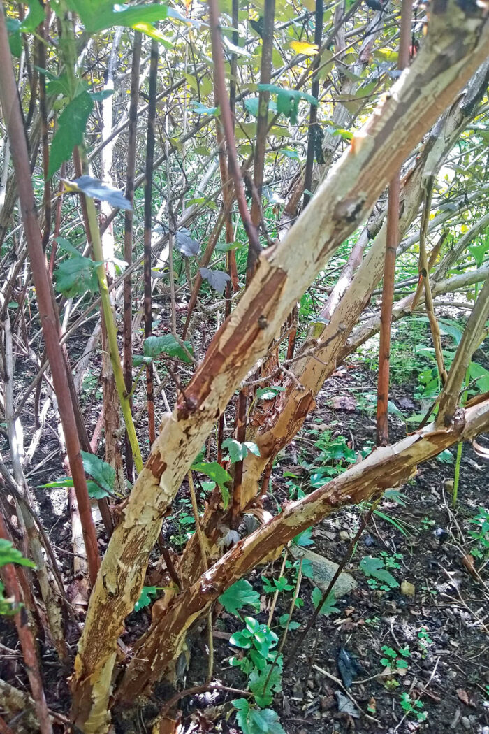 How to Grow and Care for Ninebark Shrubs - Fine Gardening