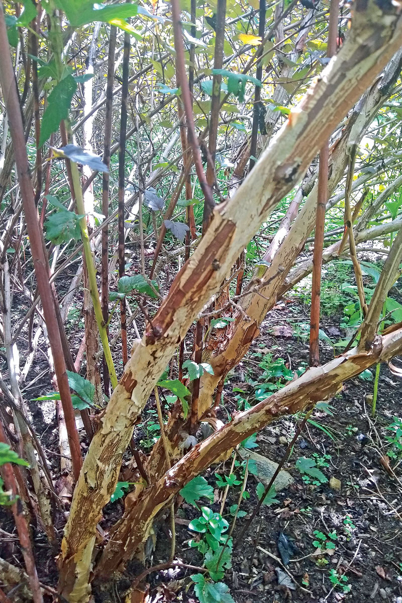 How to Grow and Care for Ninebark Shrubs - Fine Gardening