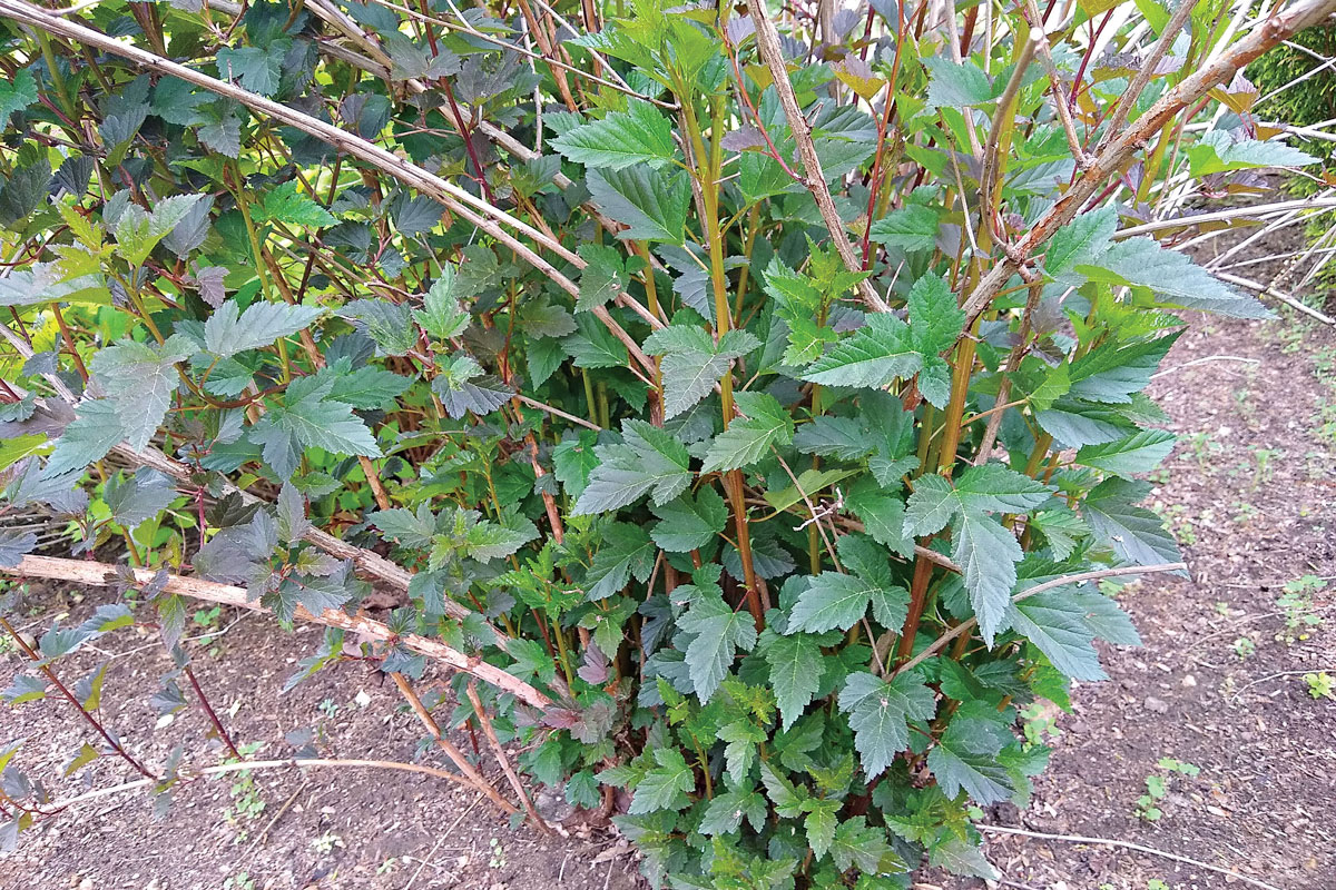 How to Grow and Care for Ninebark Shrubs - Fine Gardening