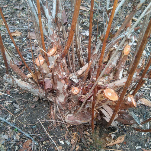 How to Grow and Care for Ninebark Shrubs - Fine Gardening