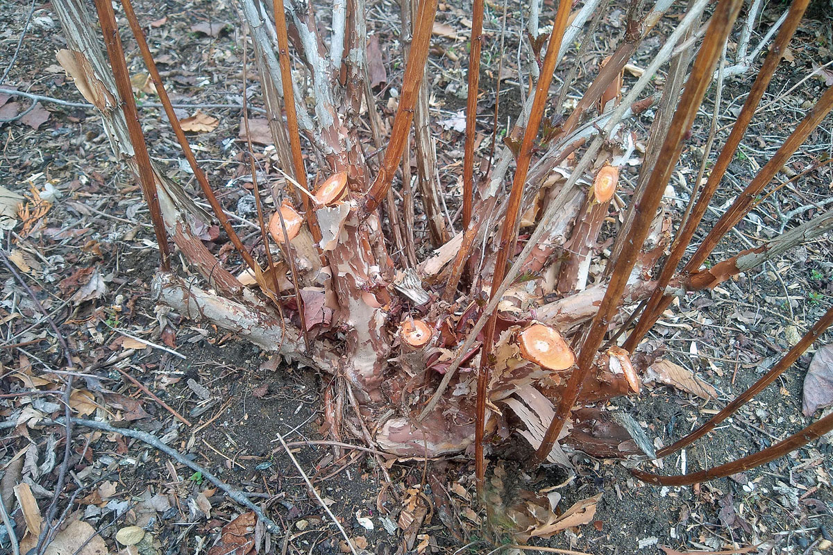 How to Grow and Care for Ninebark Shrubs - Fine Gardening