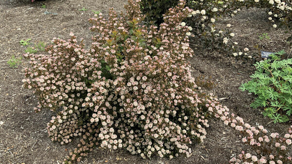 The Best Ninebark Shrubs for the Garden - Fine Gardening