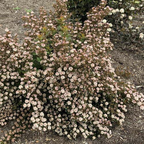 Brand-New Ninebark Shrubs Showing Promise - Fine Gardening