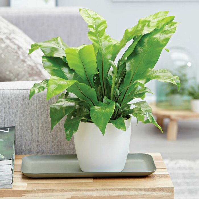 How to Care for Houseplant Ferns - Fine Gardening