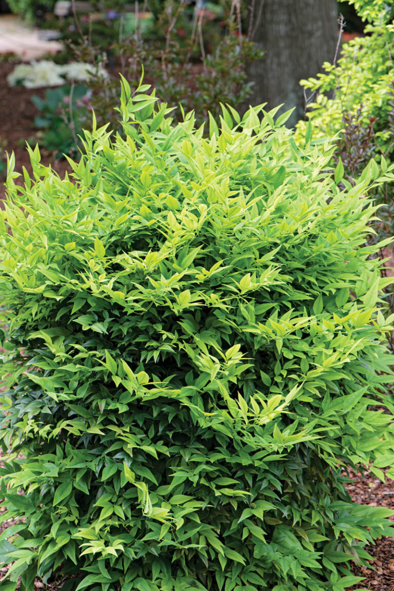 Shrubs for Small Spaces in the Northwest - Fine Gardening