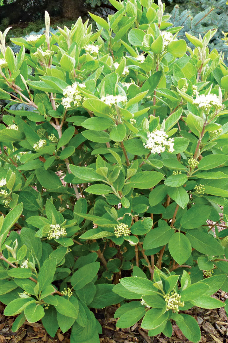 Shrubs for Small Spaces in the Northern Plains - Fine Gardening