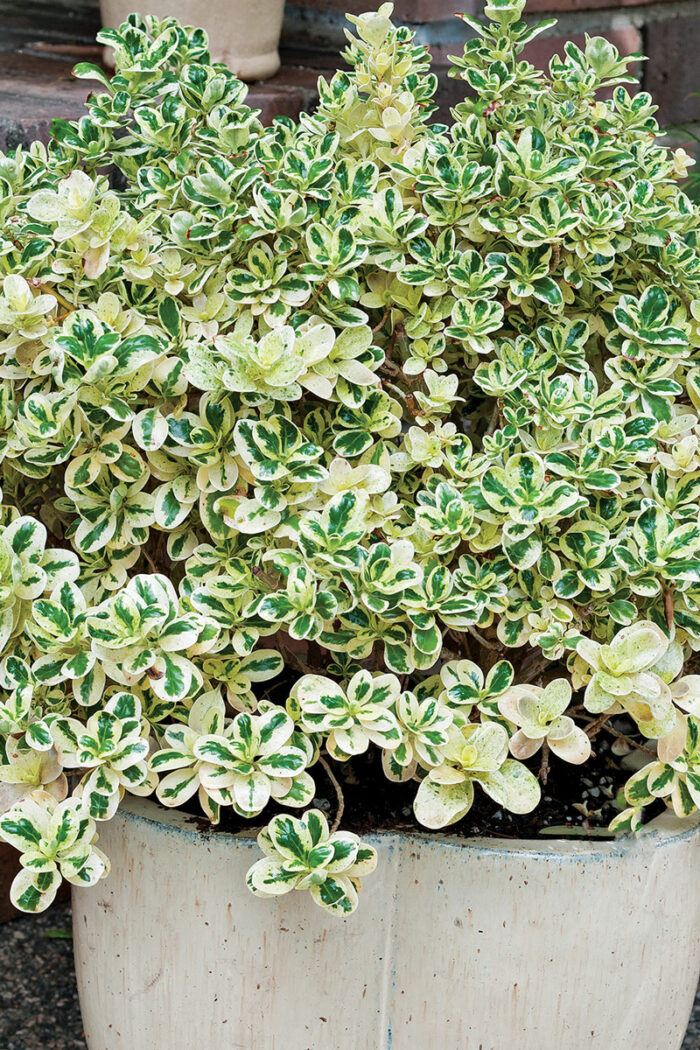 Coprosma Marble Queen