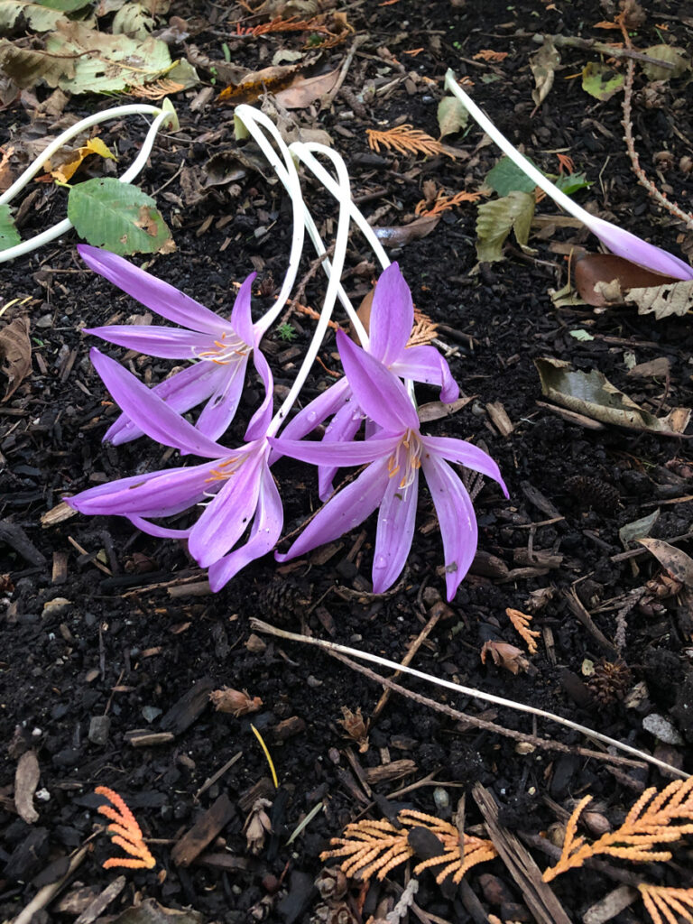Fall-Blooming Bulbs Extend the Northwest Gardening Season - Fine Gardening