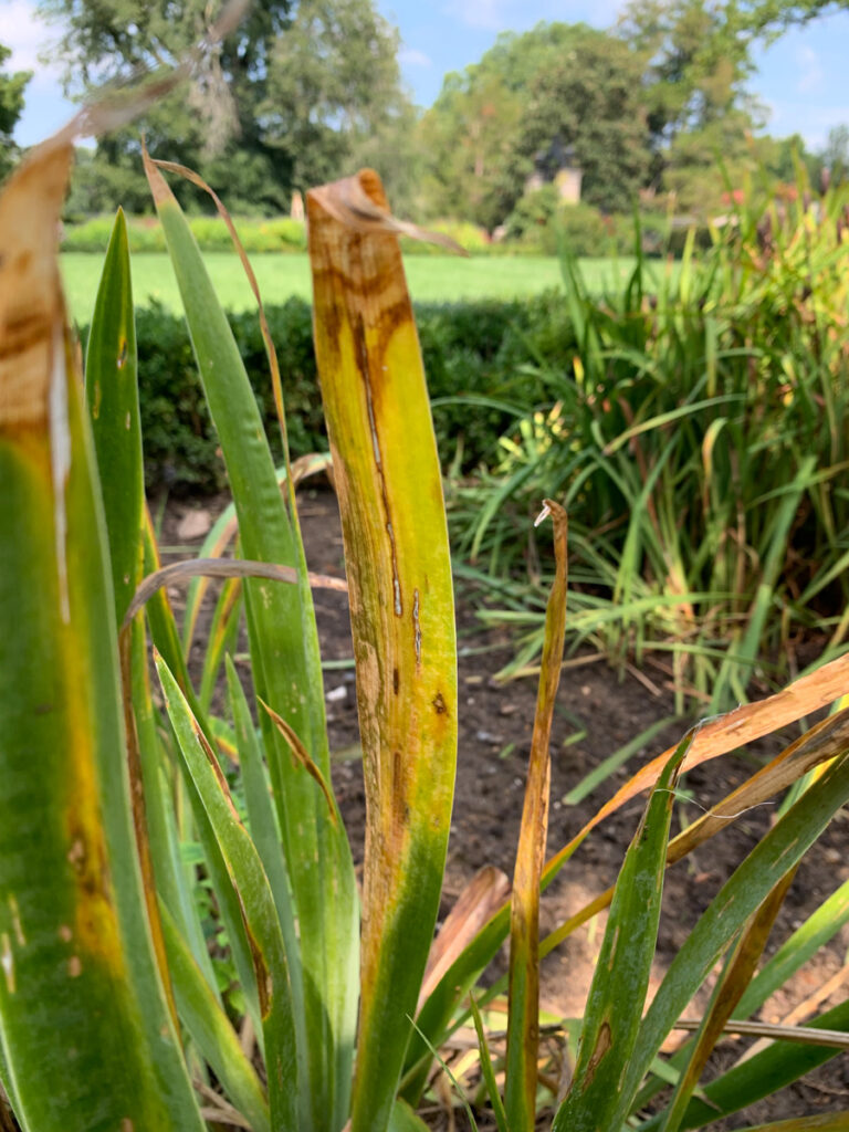 Look Out for Iris Leaf Spot in the Mid-Atlantic - Fine Gardening