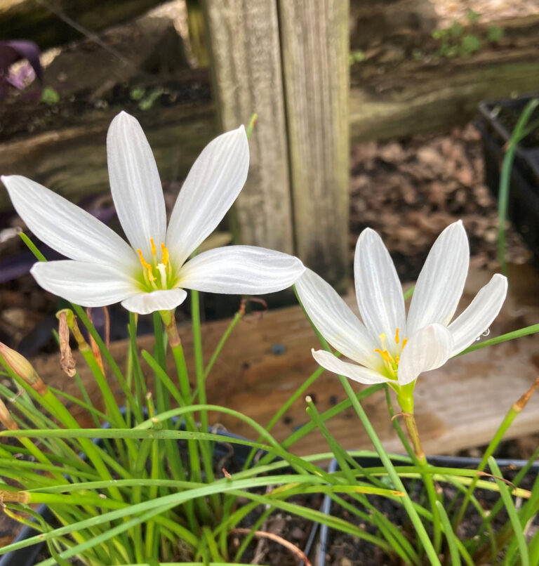 Standout Rain Lilies for the South and Beyond - Fine Gardening
