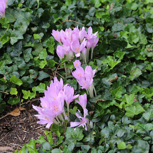 Fall-Blooming Bulbs Extend the Northwest Gardening Season - Fine Gardening