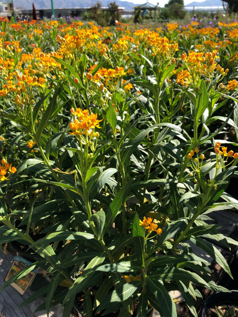 Two Hot-Colored Milkweeds for the Southwest - Fine Gardening