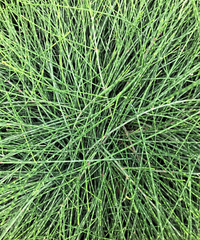 Evergreen Ground Covers for Shade in Northern California - Fine Gardening