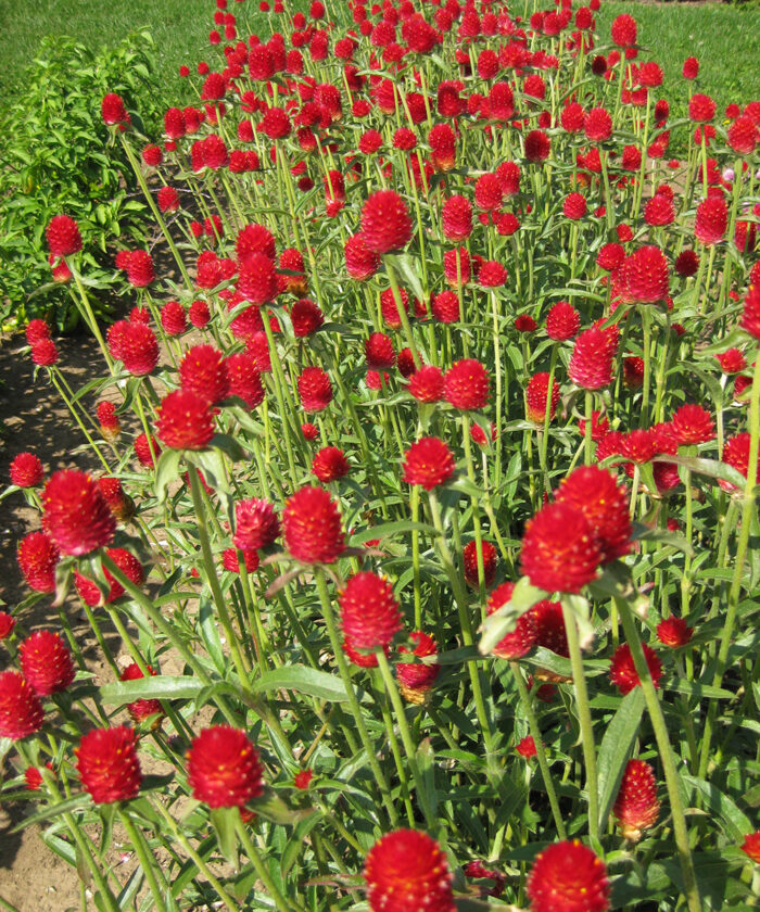 An Annual Worth Your Time: ‘Strawberry Fields’ Globe Amaranth - Fine ...