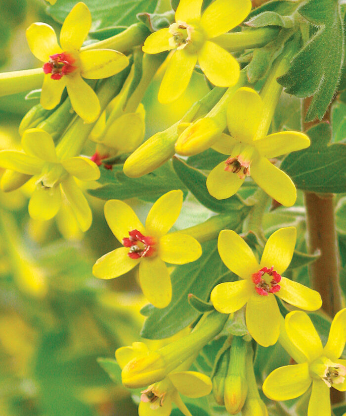 Fruiting Shrubs for the Mountain West - Fine Gardening