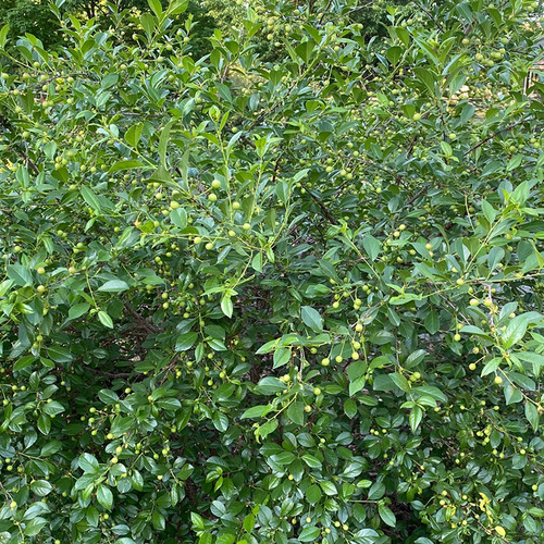 Fruiting Shrubs for the Mountain West - Fine Gardening