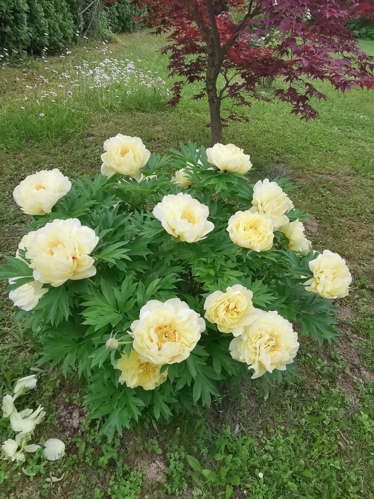 Peonies in Croatia - Fine Gardening