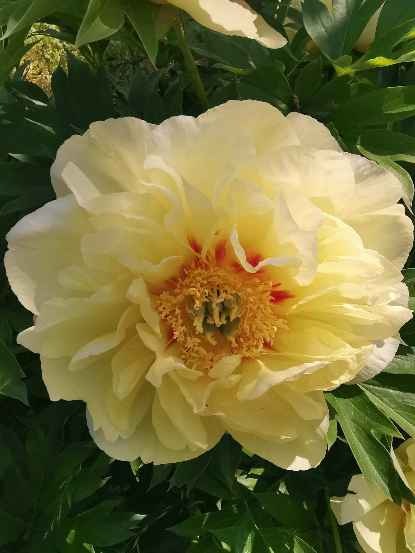 Peonies in Croatia - Fine Gardening