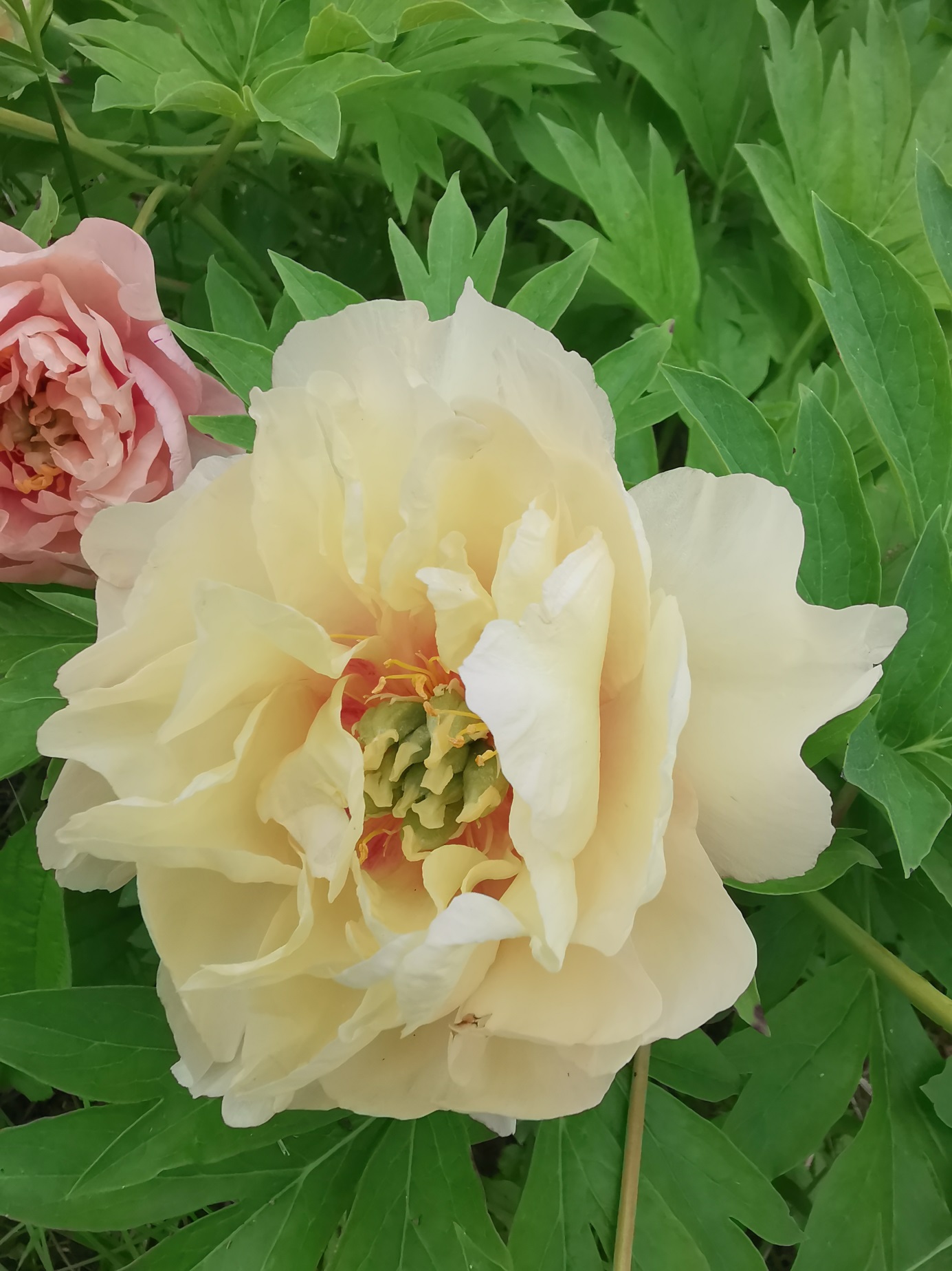 Peonies in Croatia - Fine Gardening