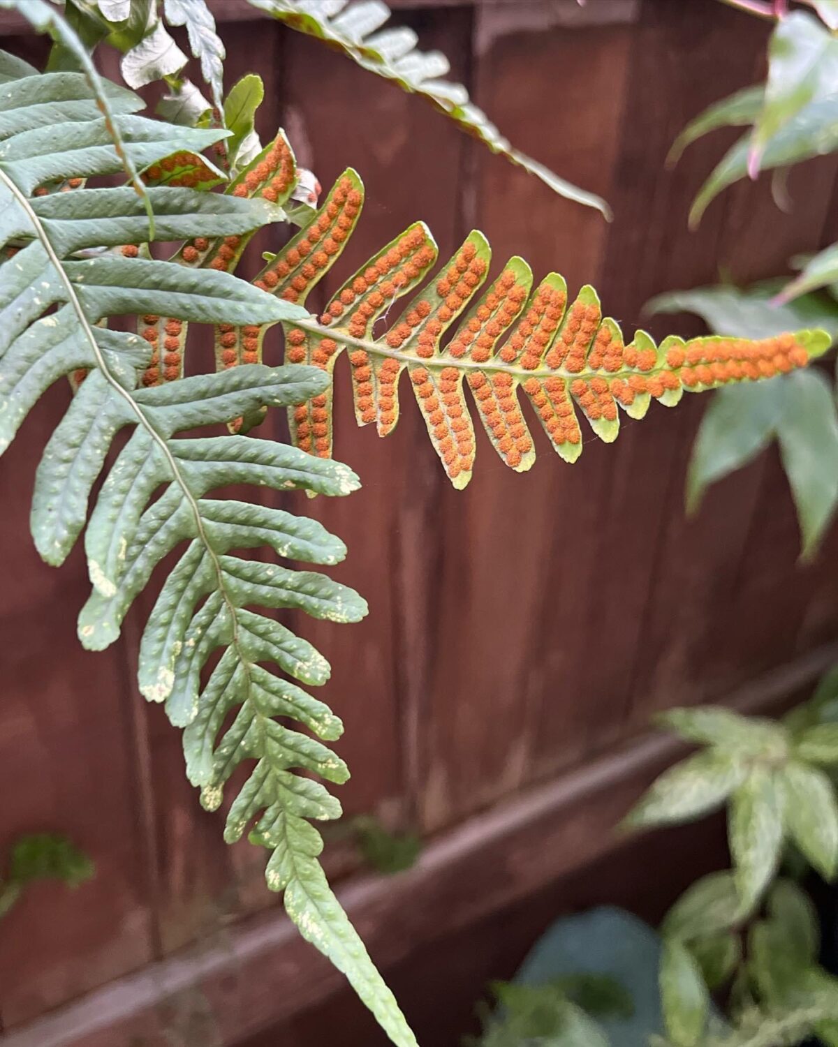Early Fall in the Fern Fairway - Fine Gardening